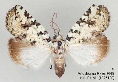 Papua Insects Foundation (Lepidoptera/Nolidae/Chloephorinae ...